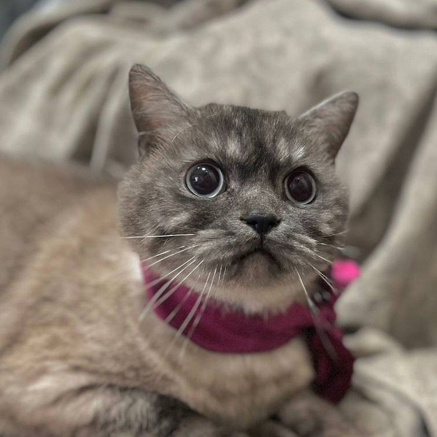 Взрослый кот в добрые руки