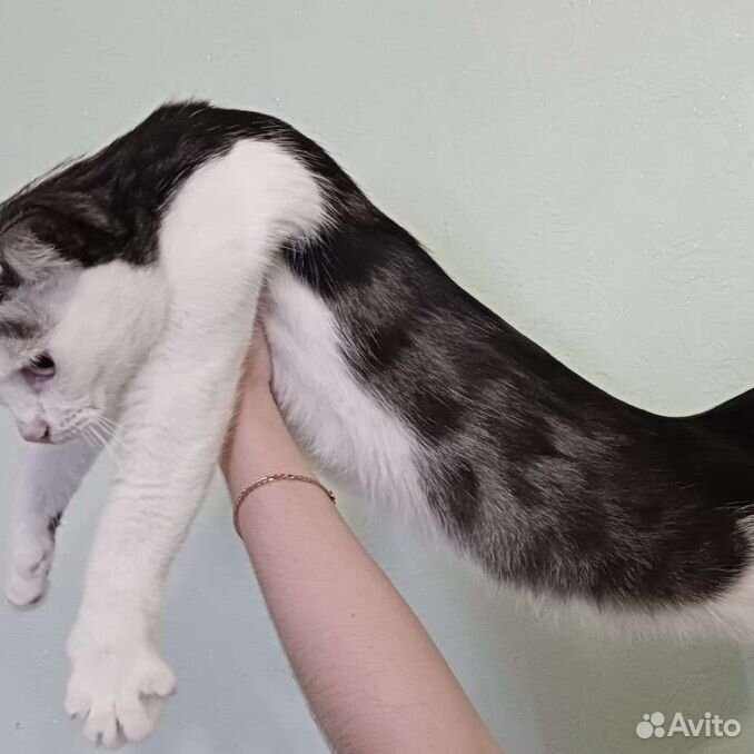 Кошке нужен постоянный дом