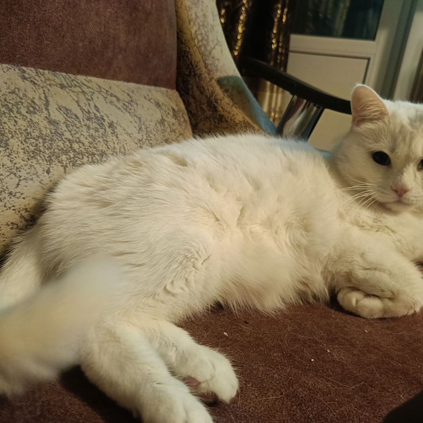 Кот, турецкий