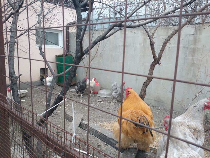 Петухи разных пород