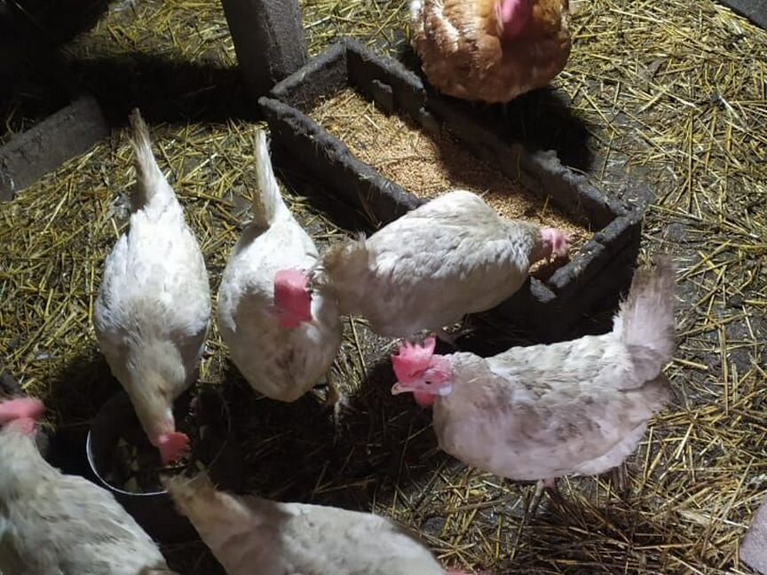Продам куриц несушек