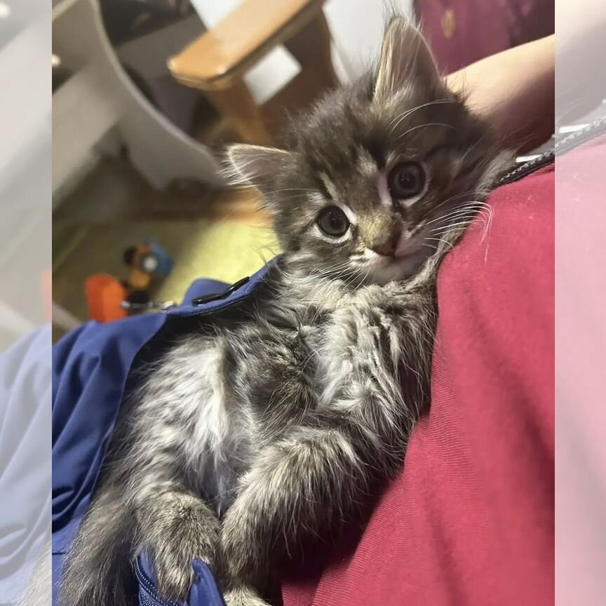 Котёнок в добрые руки