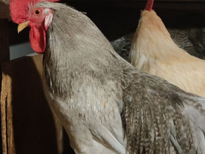 Молодые петушки