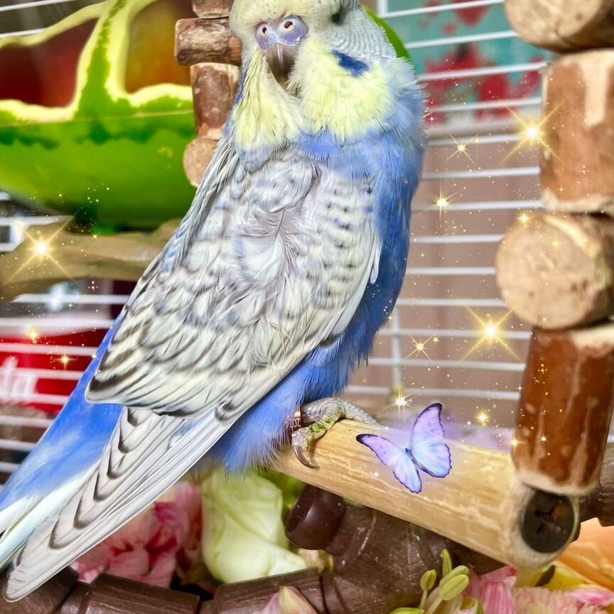 Выставочный волнистый попугай ввп Чех