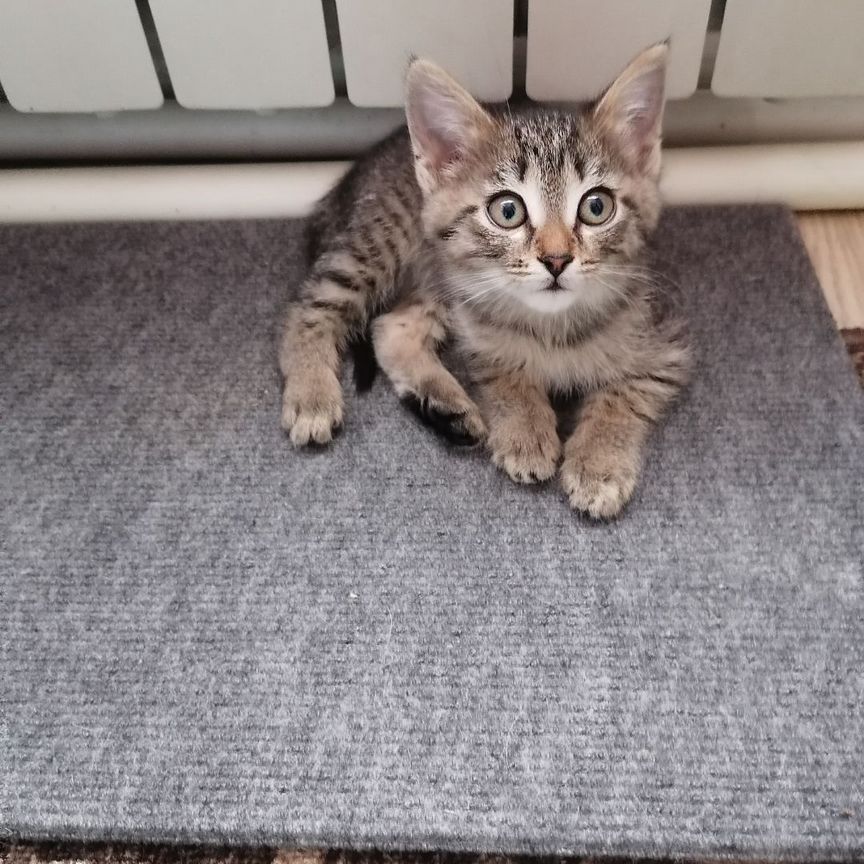 Кошечка