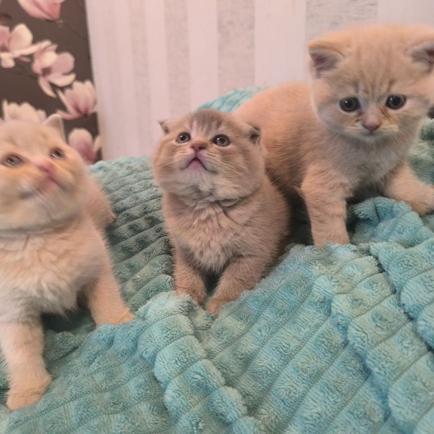 Британские котята