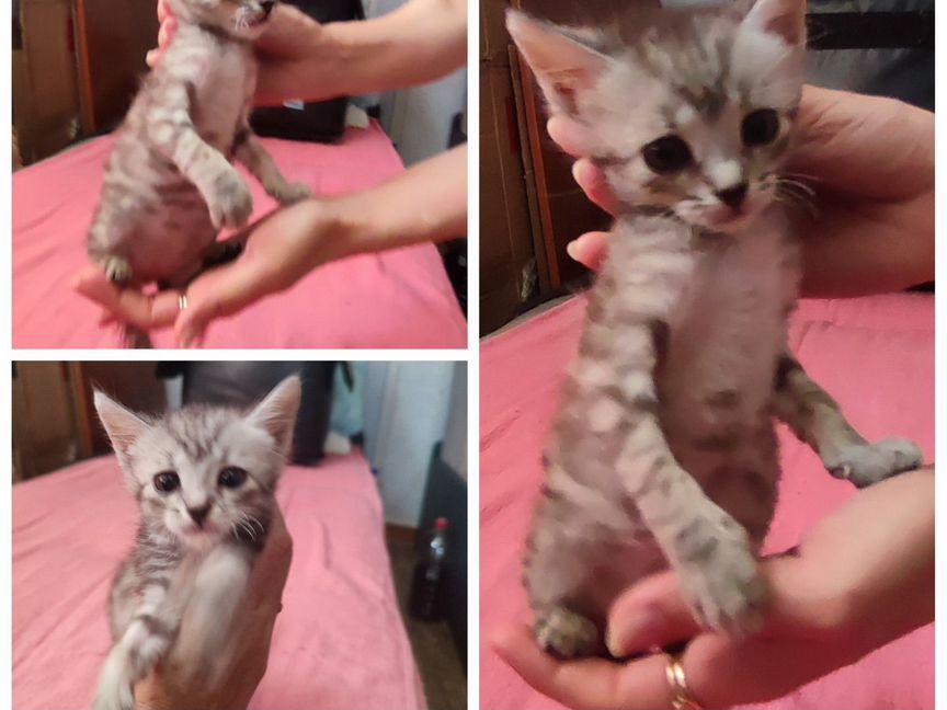 Котята в добрые руки