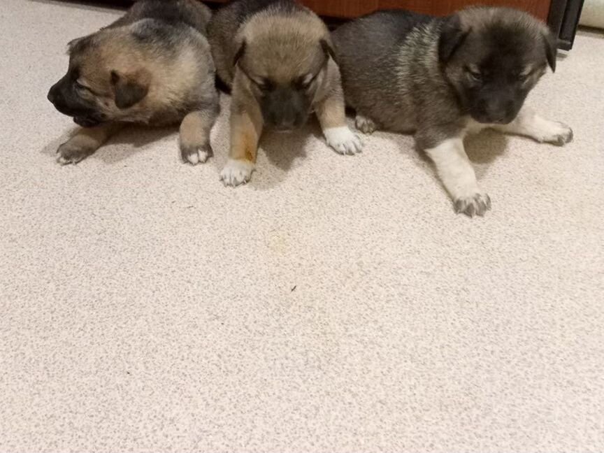 Подарю щенят