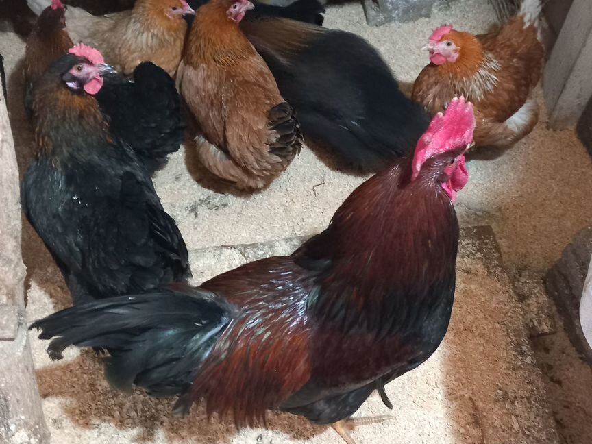 Куры молодки несушки и петушки