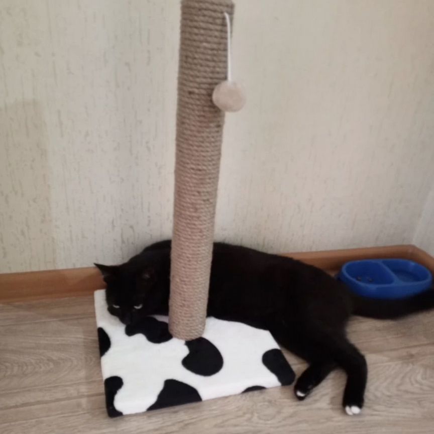 Когтеточка бу
