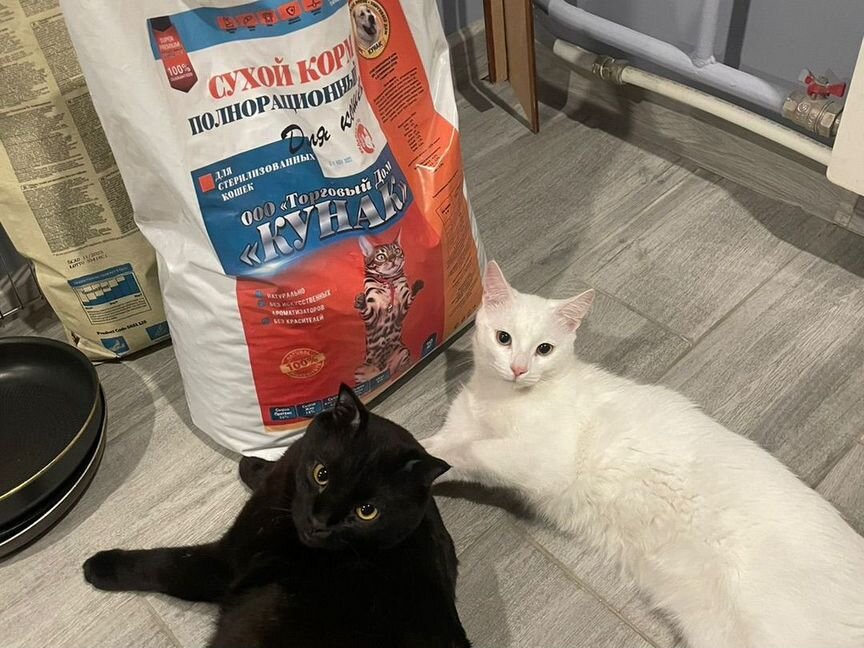 Сухой корм для кошек Кунак, 10 кг