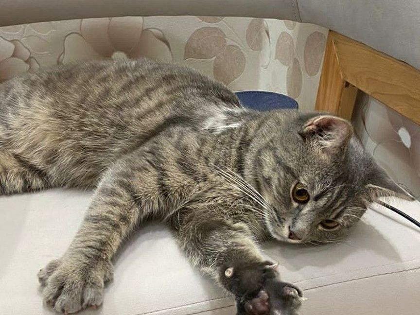 Кот