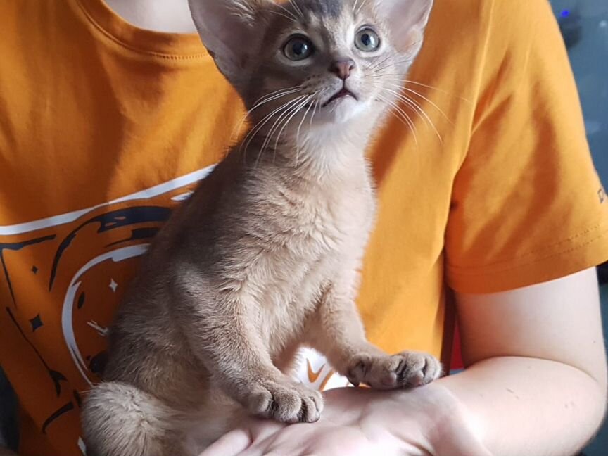 Абиссинский эльф