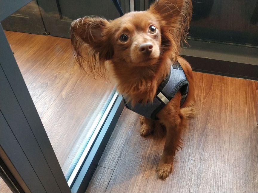 Русский той-терьер длинношëрстный