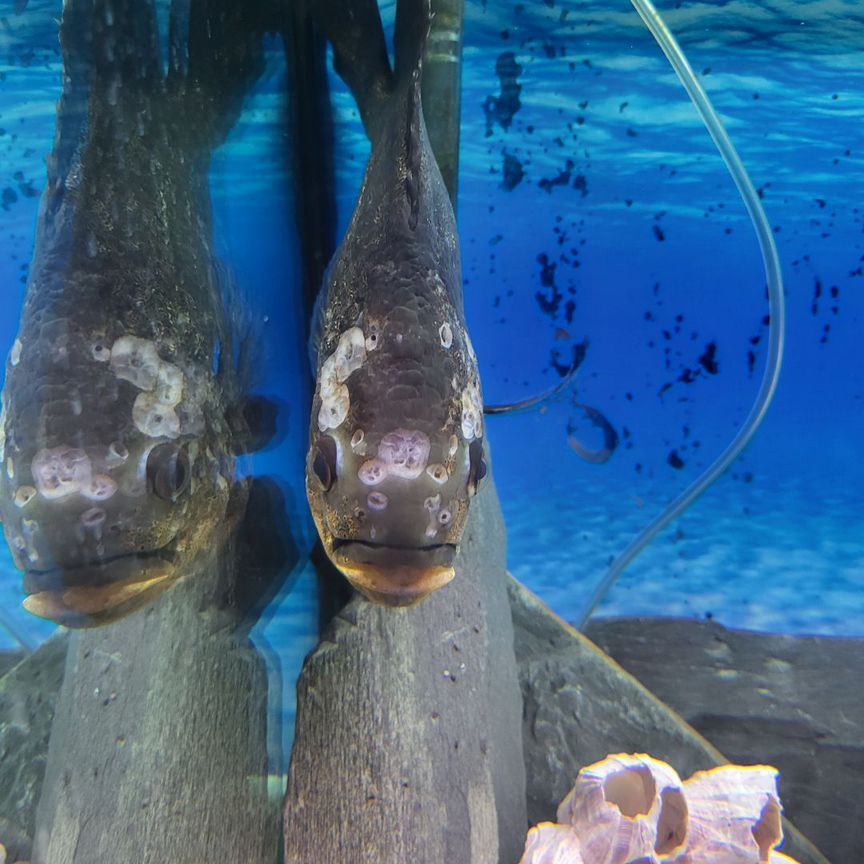 Отдам бесплатно Астронотуса