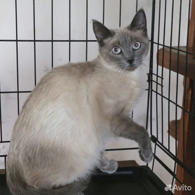Молодой котик тайского фенотипа