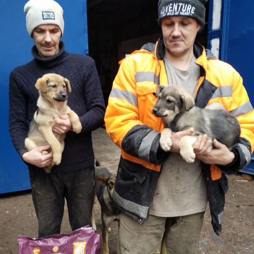 Щенки отличной сторожевой собоки