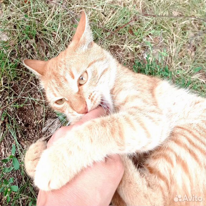 Рыжий шкодина котёнок