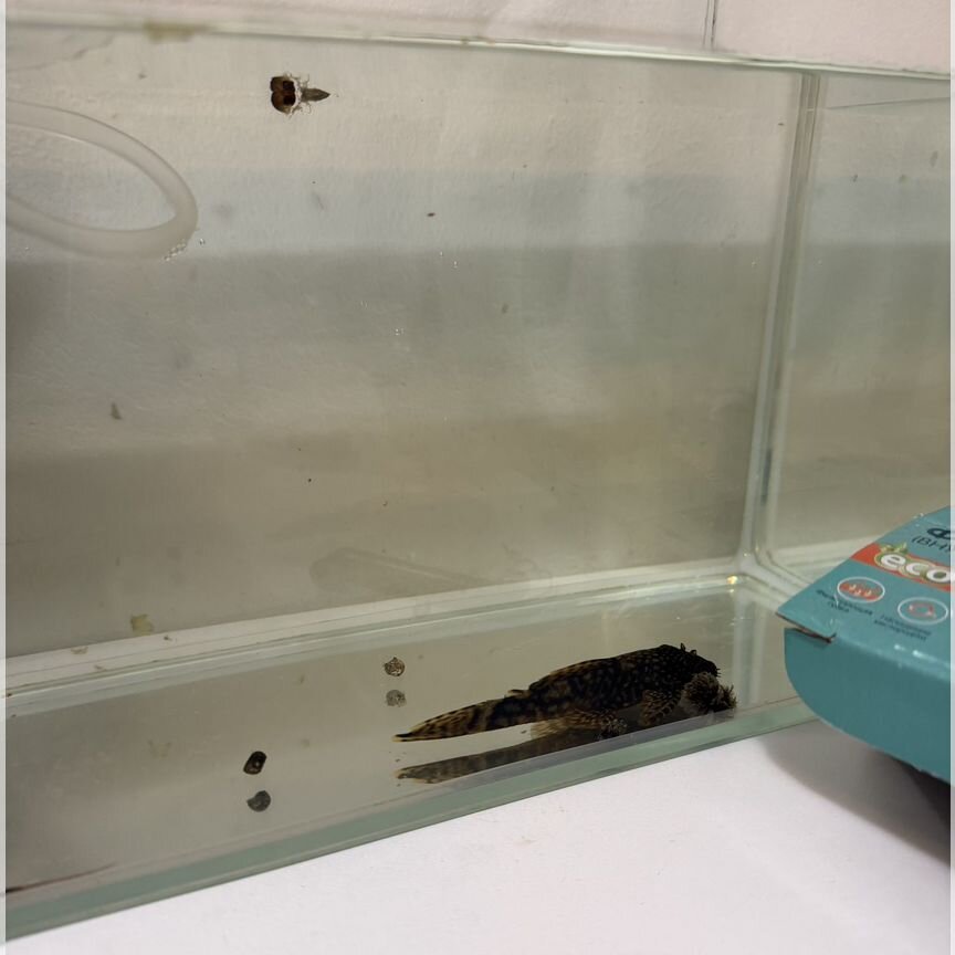 Отдам рыбки