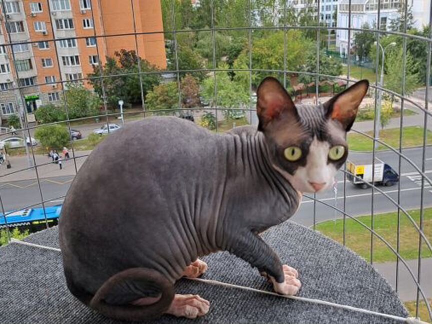 Балкон для кошек