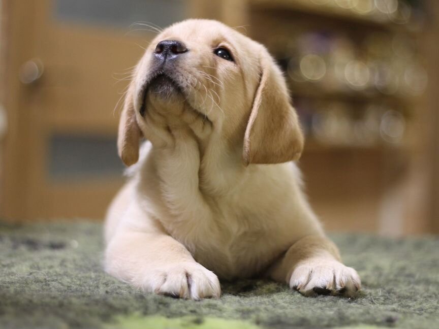 Чёрные и палевые лабрадоры