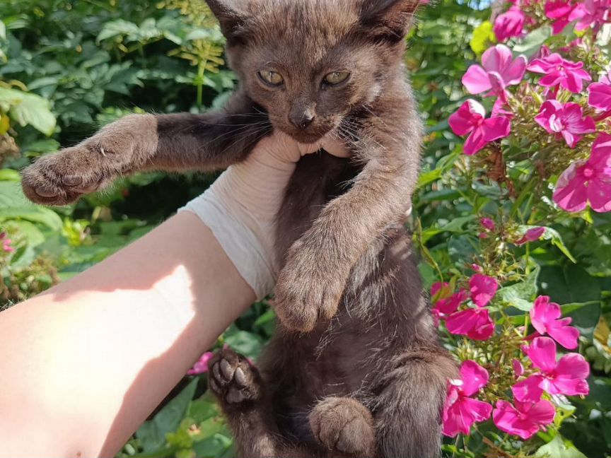 Котенок-мышелов черный с коричневым отливом