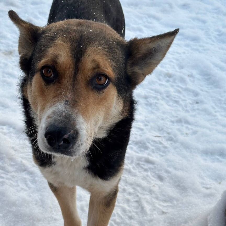 Взрослый пёс в добрые руки