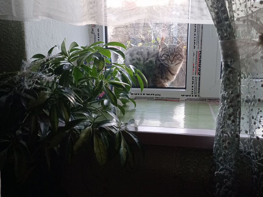 Отдать котика и кошку