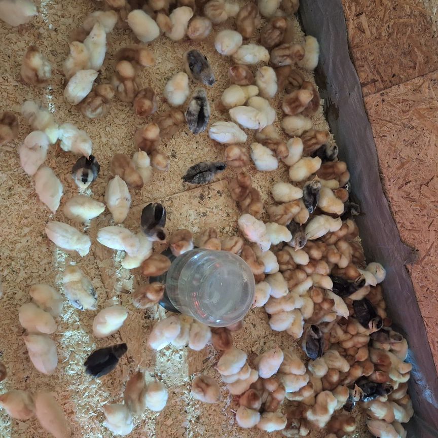 Цыплята(куры несушки)