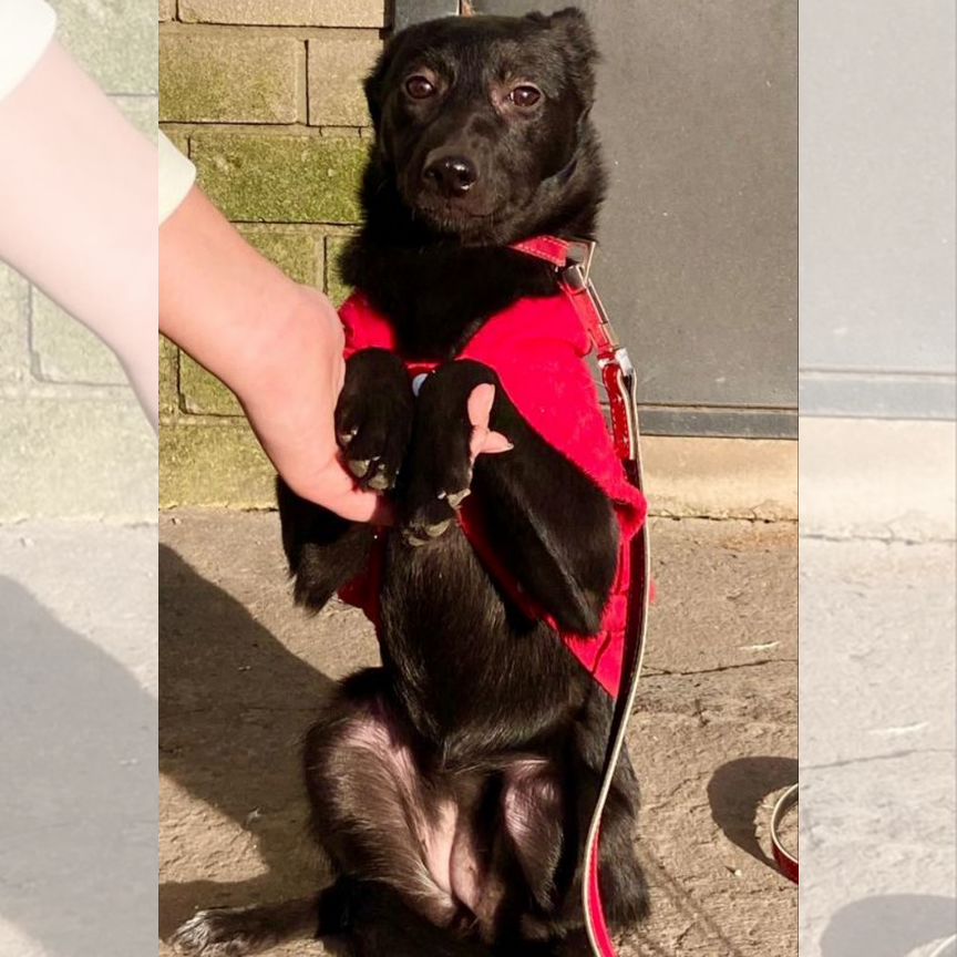 Щенок в добрые руки