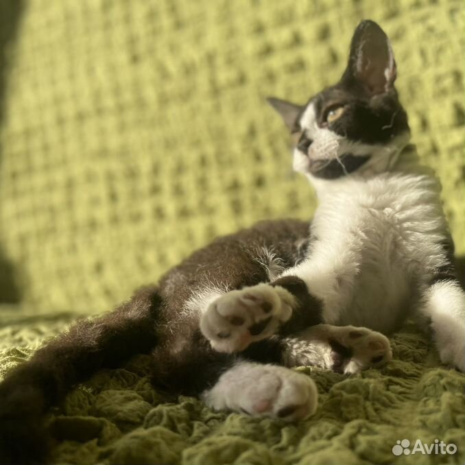 Донской сфинкс браш