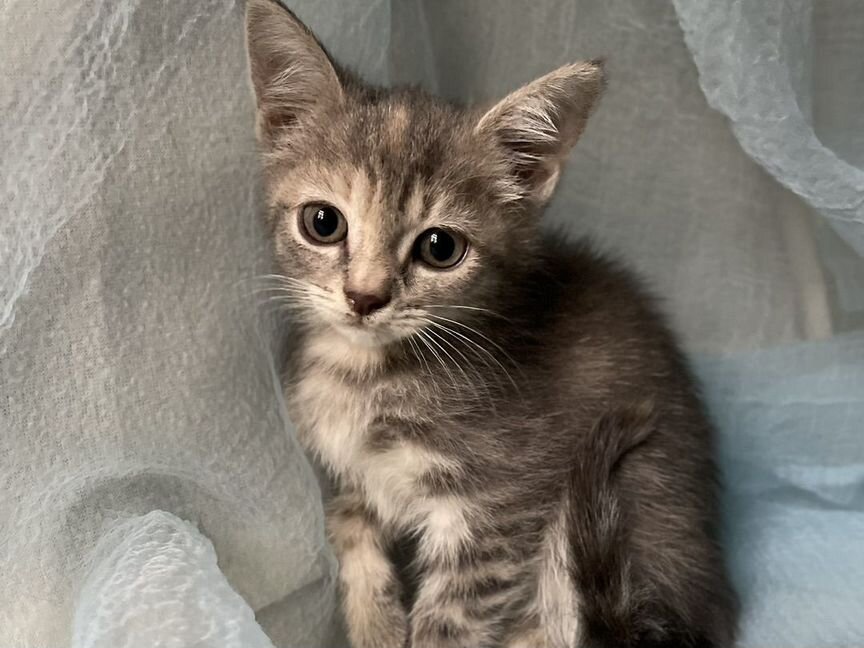 Очень нежная девочка Снежинка