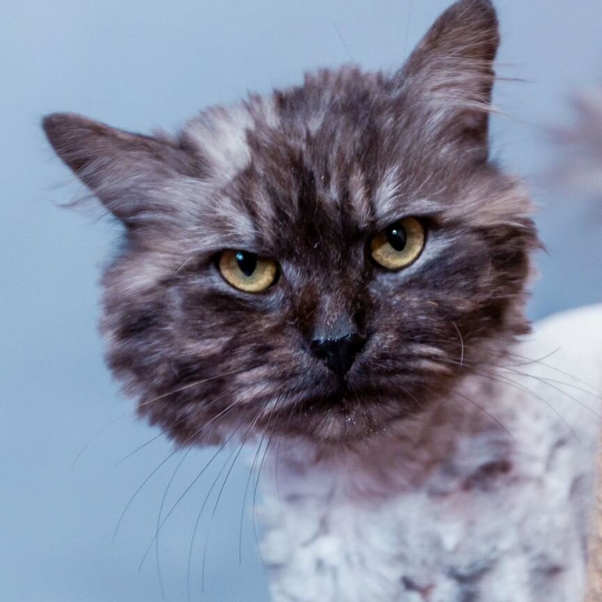 Отдам котика в добрые руки