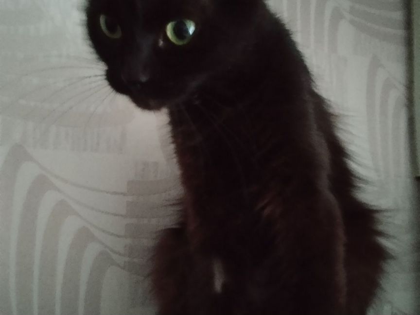 Кошка