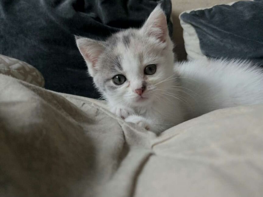 Кошкины дети