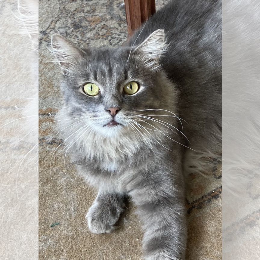 Котики