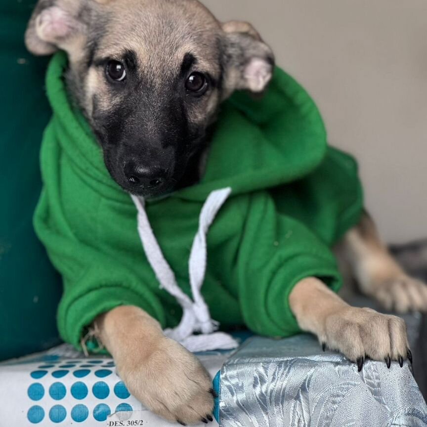 Щенка выбросили на помойку