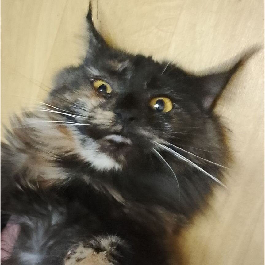 Мейн-кун котёнок