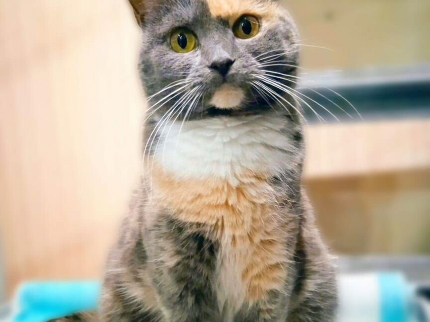 Удивительная Лаура ищет заботливые ручки