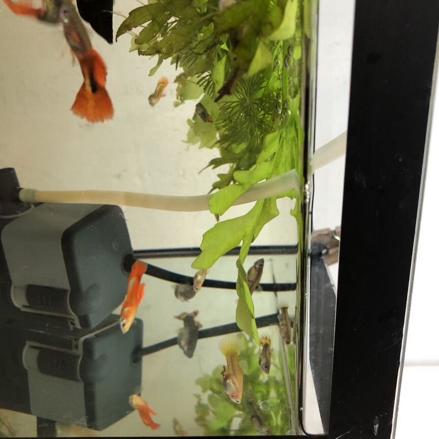 Мальки гуппи