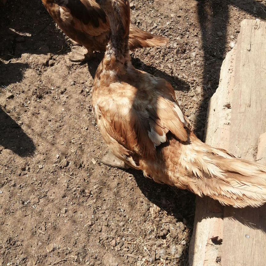 Подрощенные утята красный бык