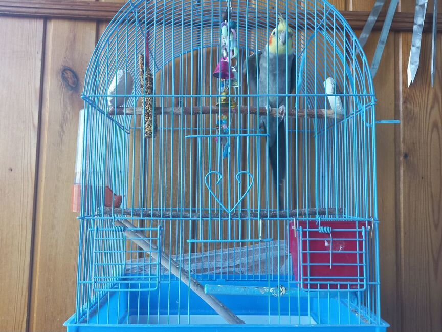 Попугай корелла с клеткой