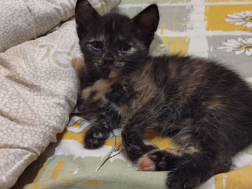 Кошка 1,5 месяца