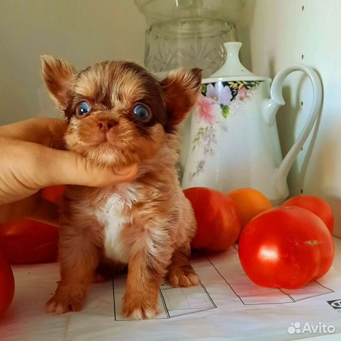 Роскошный пацан чихуашка