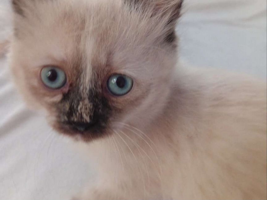 Котята в добрые руки бесплатно