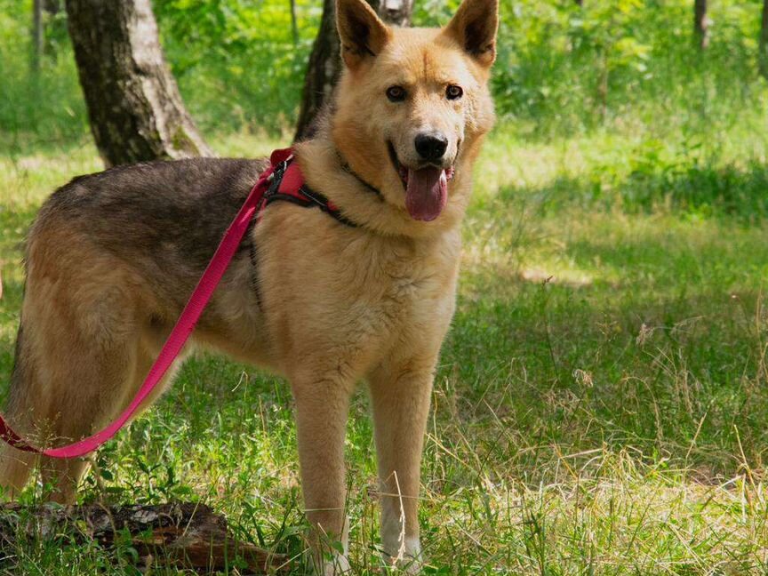 Активная собака из приюта ищет дом