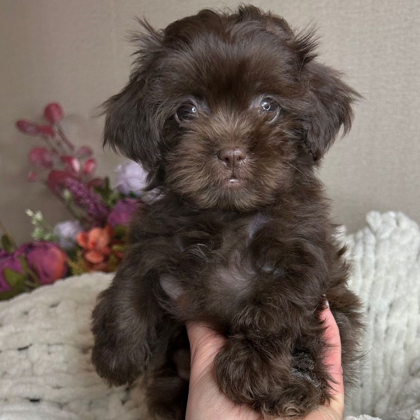 Куколка мальтипу