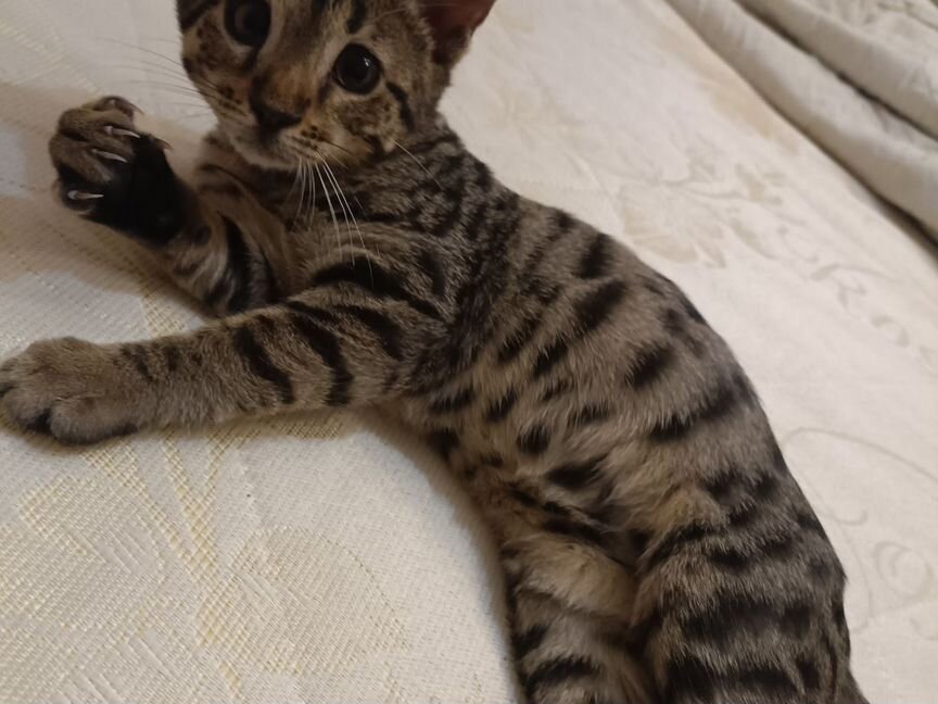 Котята саванна ф6