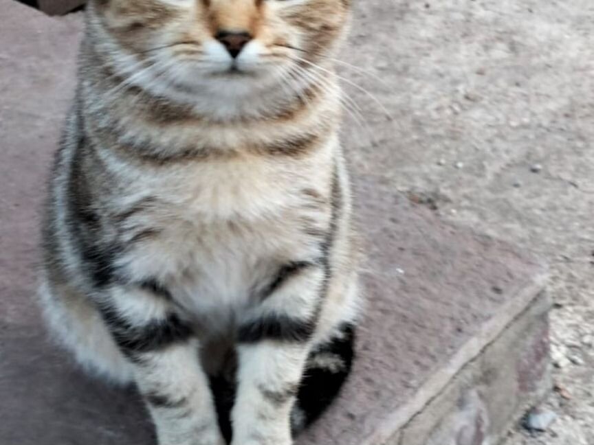 Кот Мотя
