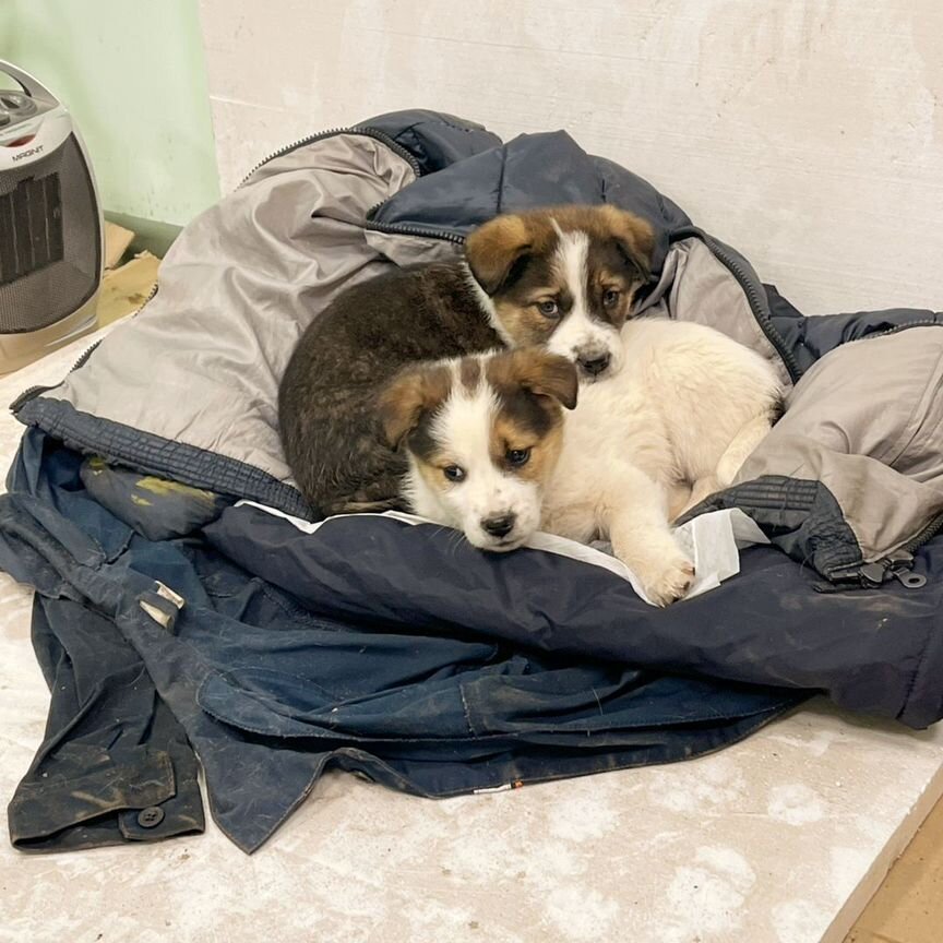 Щенки в добрые руки